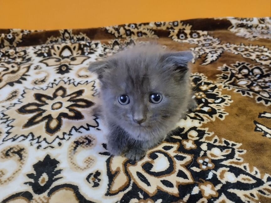 Шотландские котята