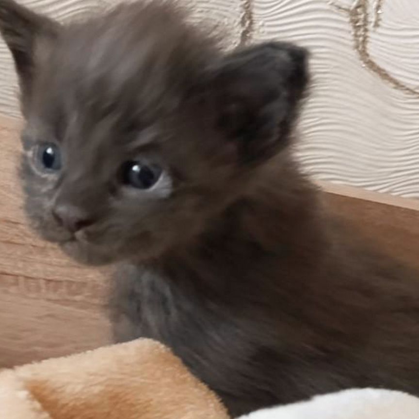 Котята Мейн Кун