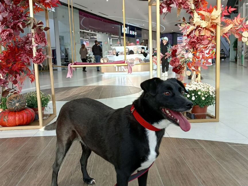 Собака Вера в добрые руки, привезу