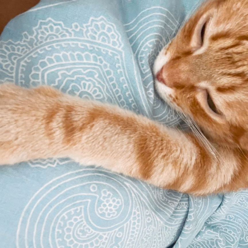 Рыжий котик бесплатно