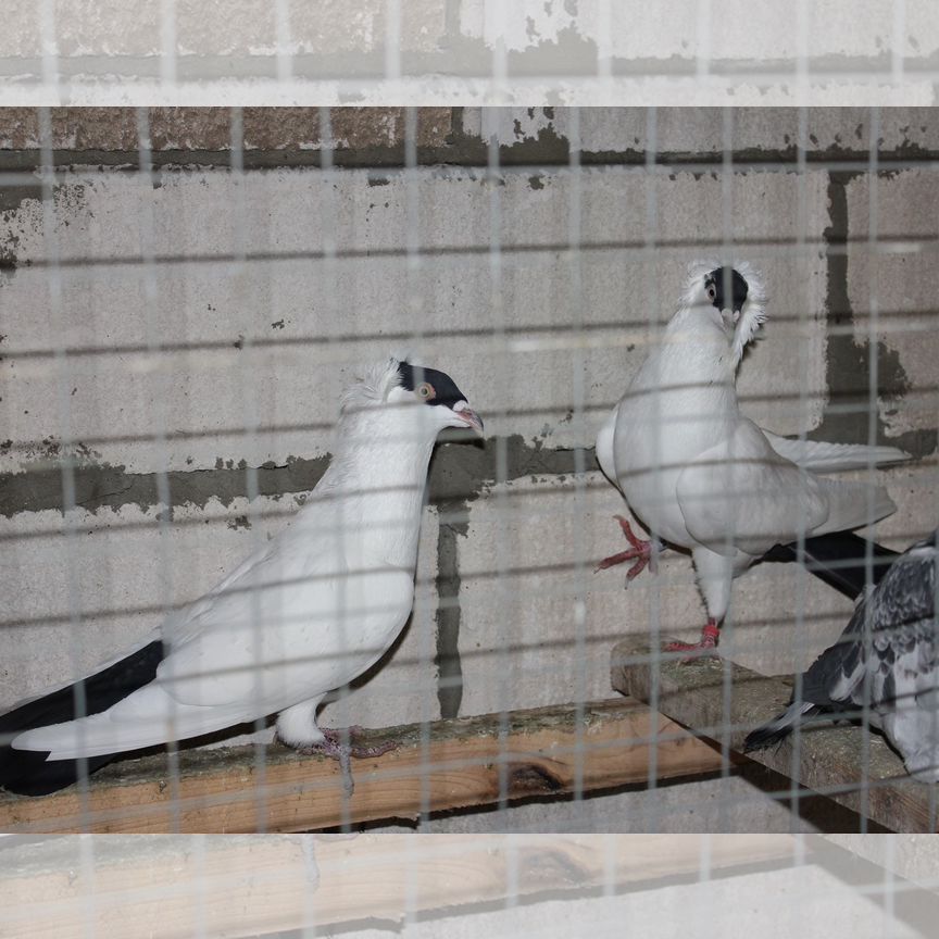 Голубь Московский монах