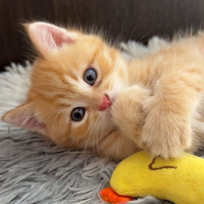 Шотландский прямоухий длинношёрстный котёнок