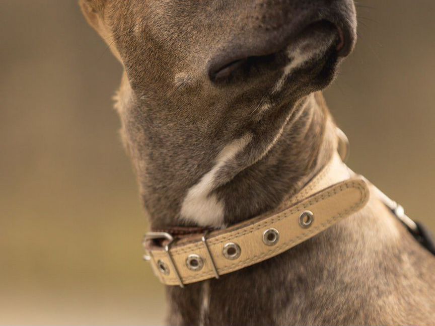 Адель ищет свою семью