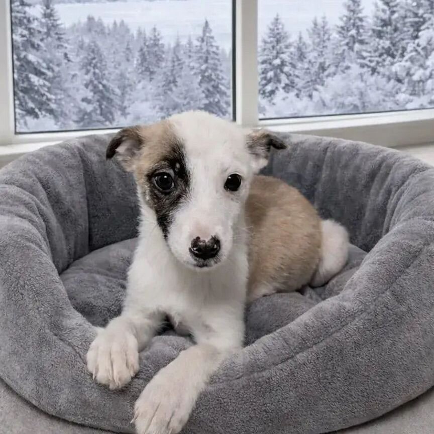 Щенок в добрые руки