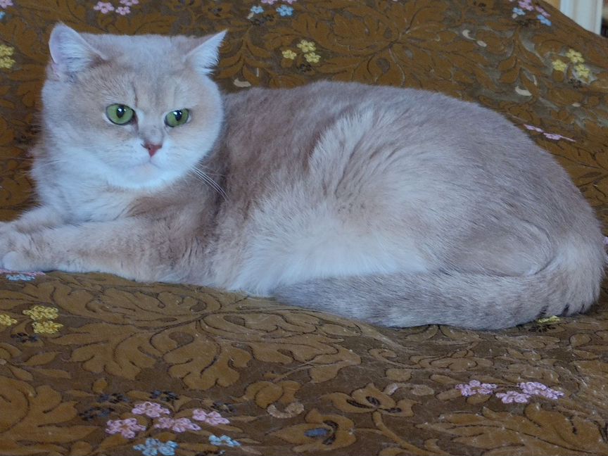 Кошечка лиловая золотая су11