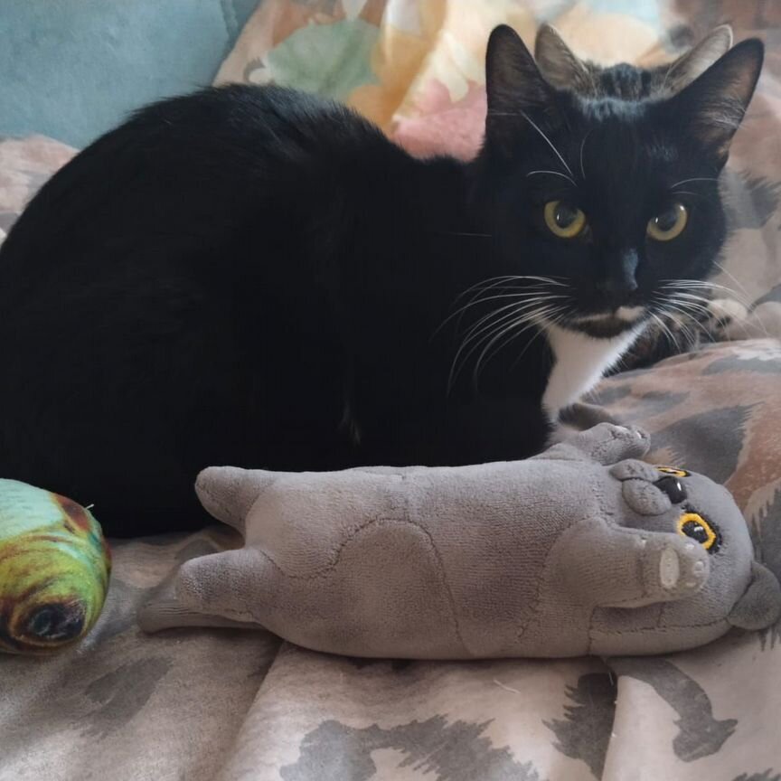 Котенок в добрые руки