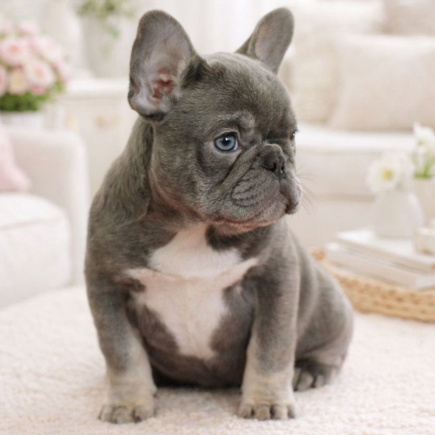 Французский бульдог, щенок