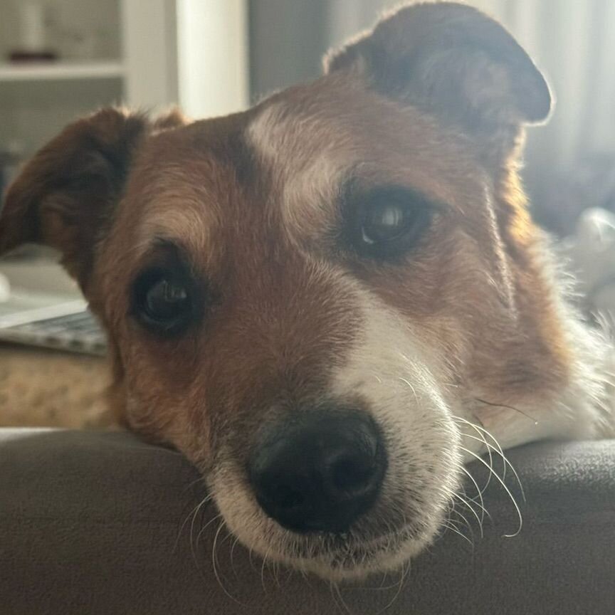 Собака в аренду