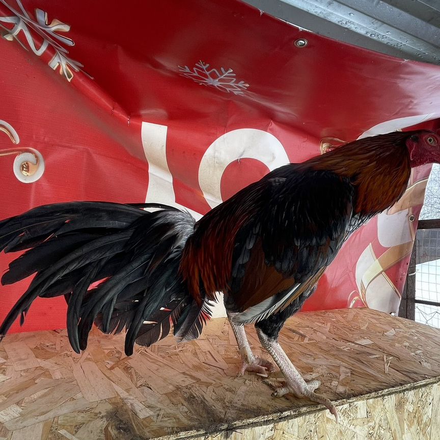 Бойцовый петух