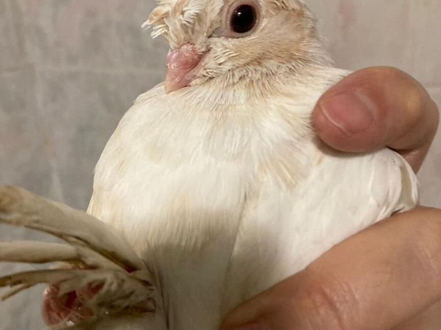 Голубь в добрые руки