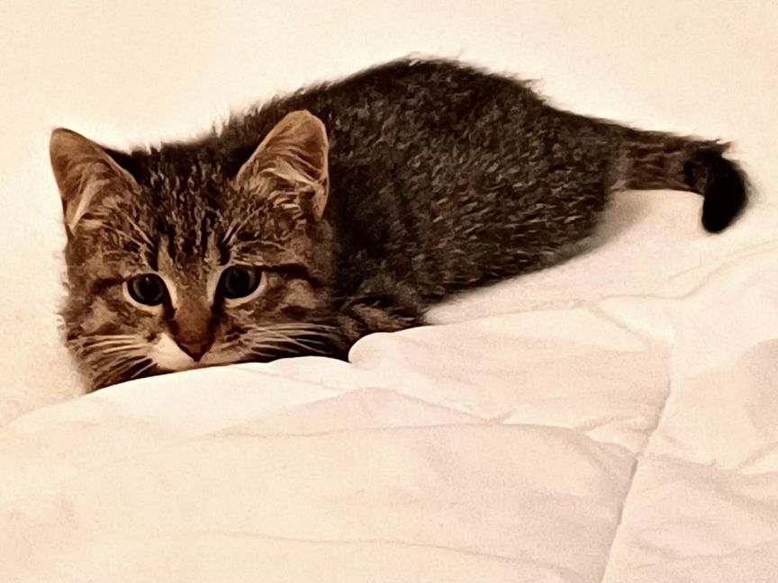 Котята в добрые руки бесплатно