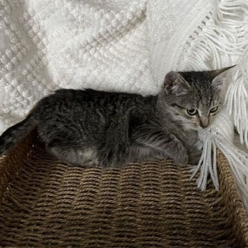 Нужна передержка для котят
