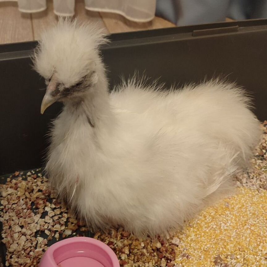 Китайская шелковая декоративная курочка