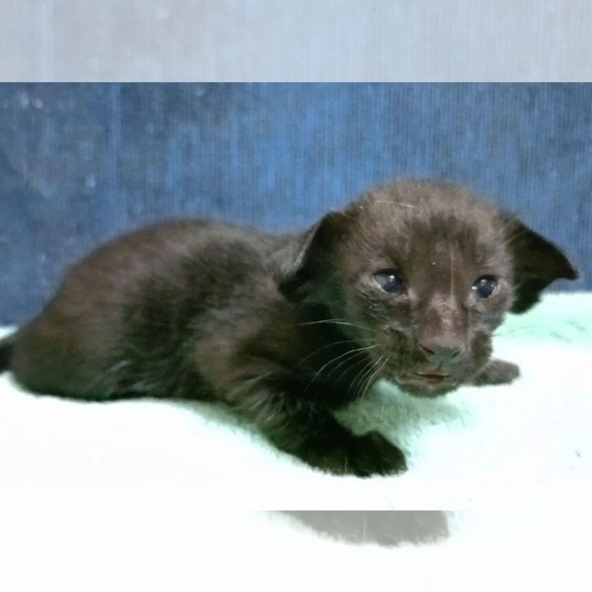 Ориентальные котята бронирование открыто