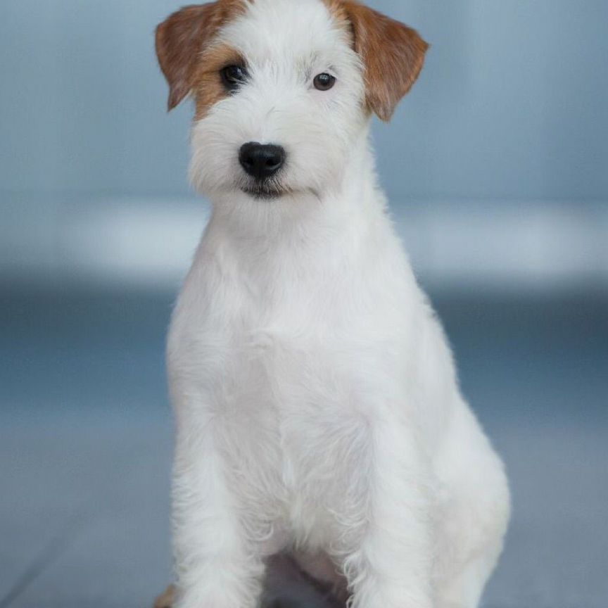 Щенки джек рассел терьер