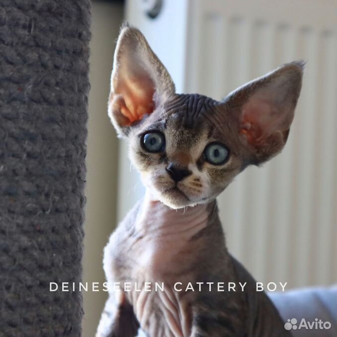 Девон рекс элитный домашний питомец