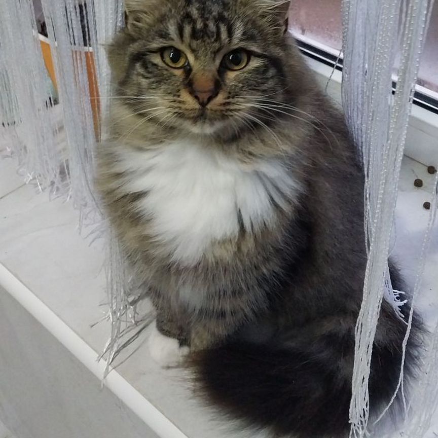 Пушистая кошечка ищет дом