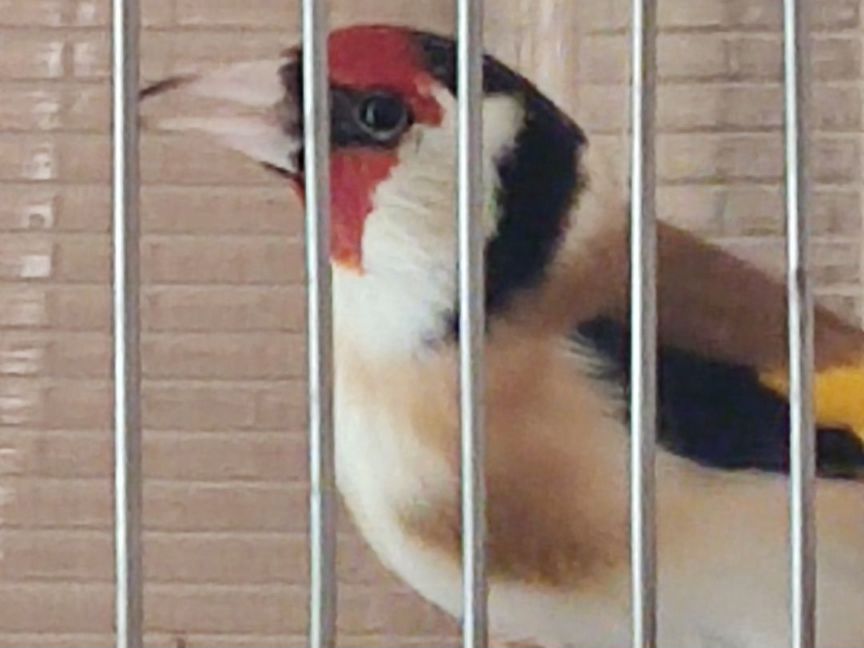 Птичка певчая