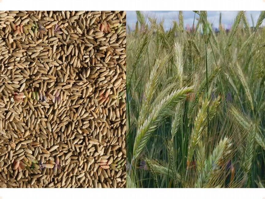 Рожь озимая