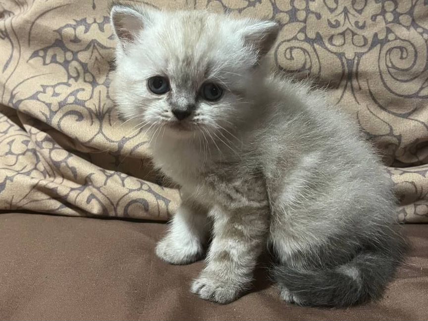 Шотландские вислоухие котята