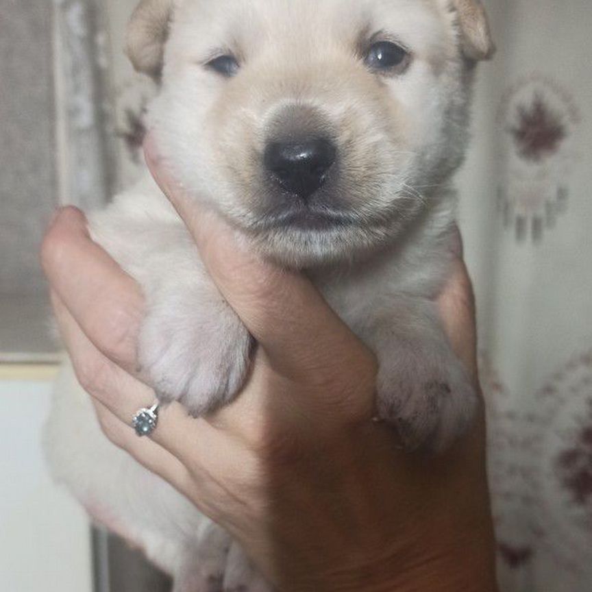 Щенки
