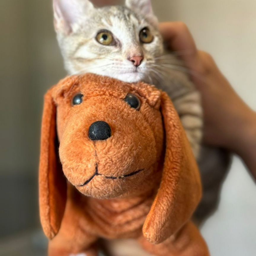 Маленький котенок в добрые руки