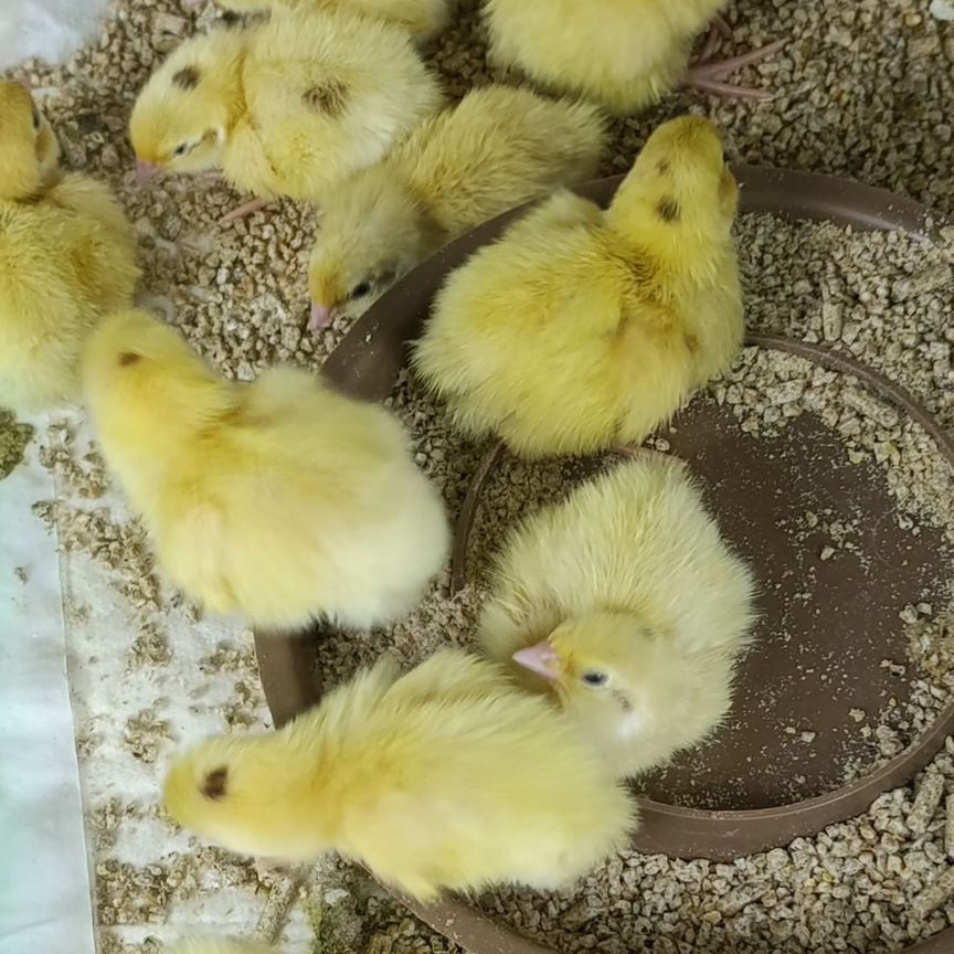 Тушка перепела