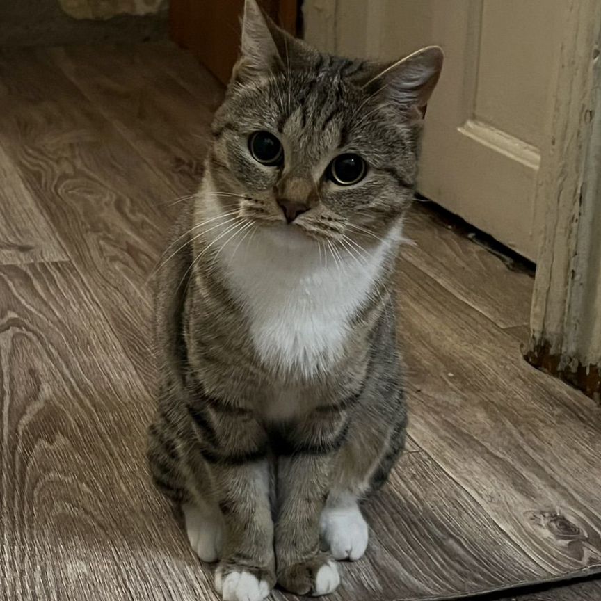 Бенгальская кошка, взрослая