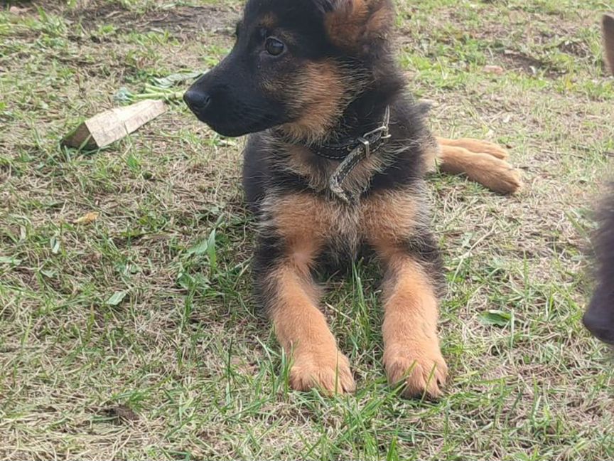 Немецкая овчарка детки с РКФ и без
