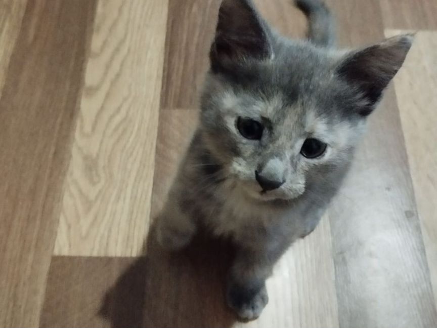 Котенок девочка