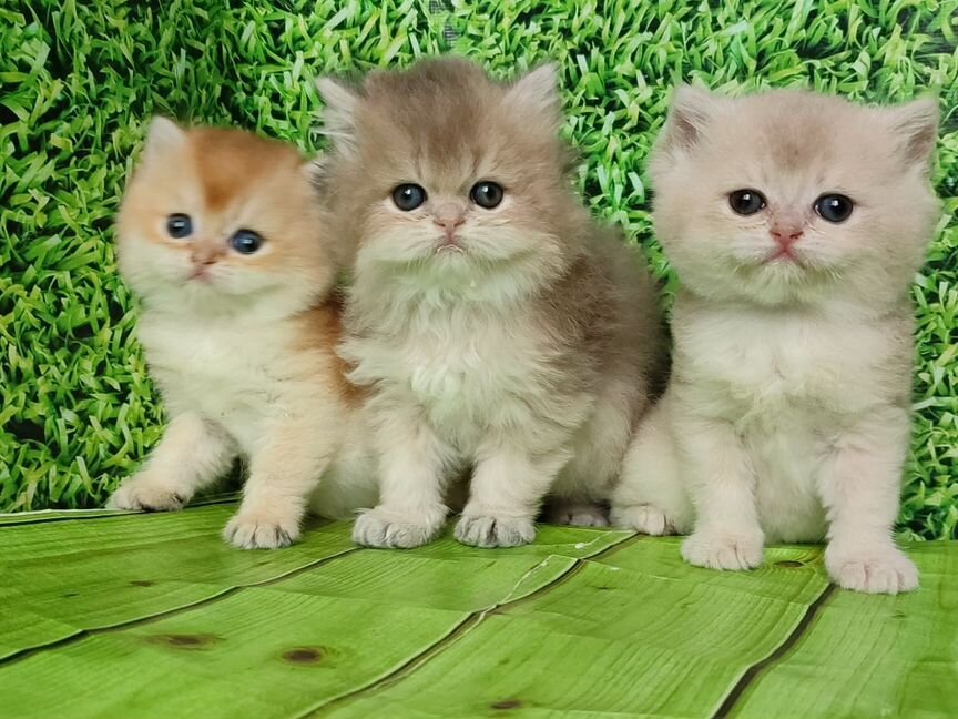 Су, ау, ny шиншиллы