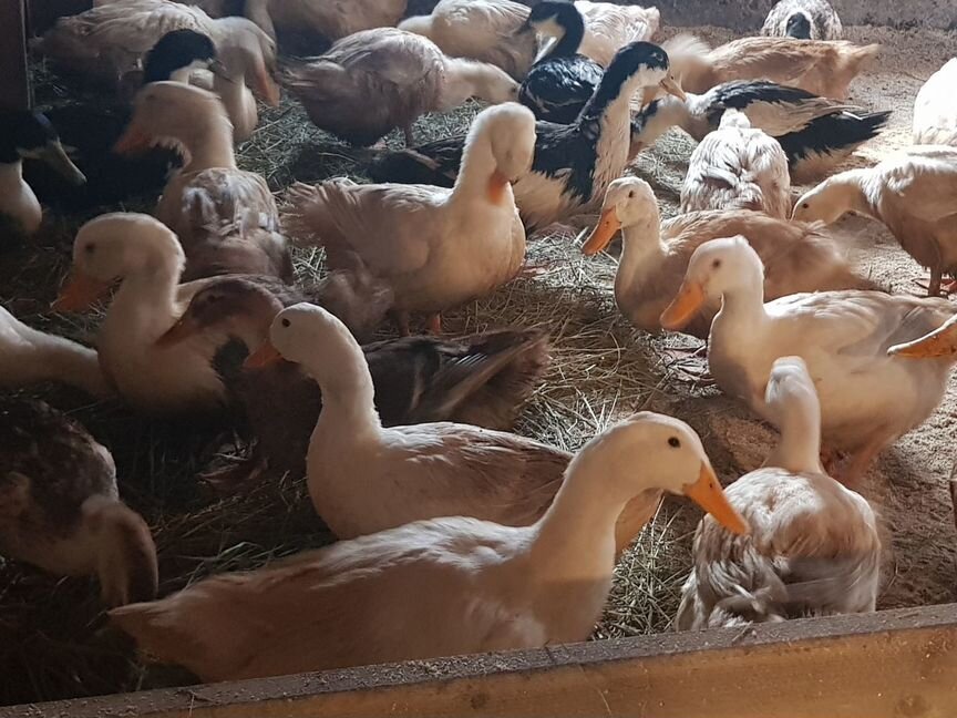 Утки пекинские башкирские