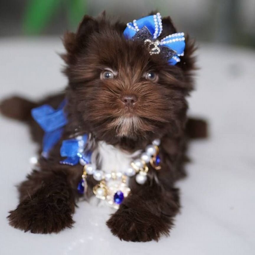 Йоркширский терьер, щенок