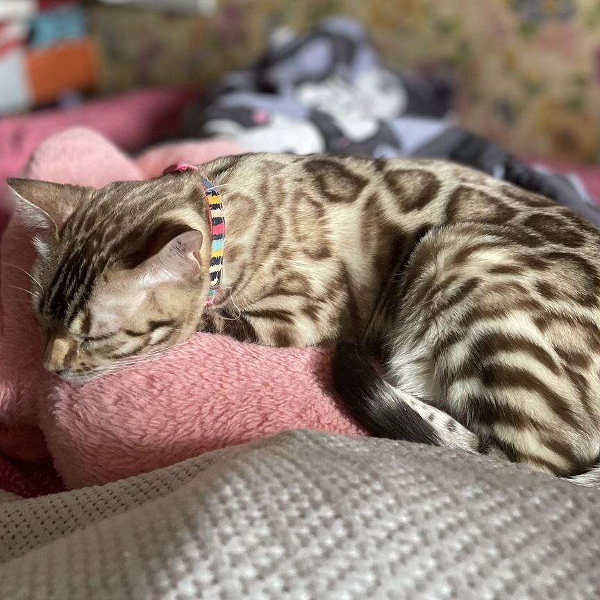 Бенгальская кошка, взрослая