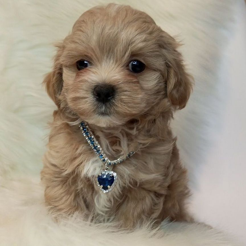 Мальтипу, щенок