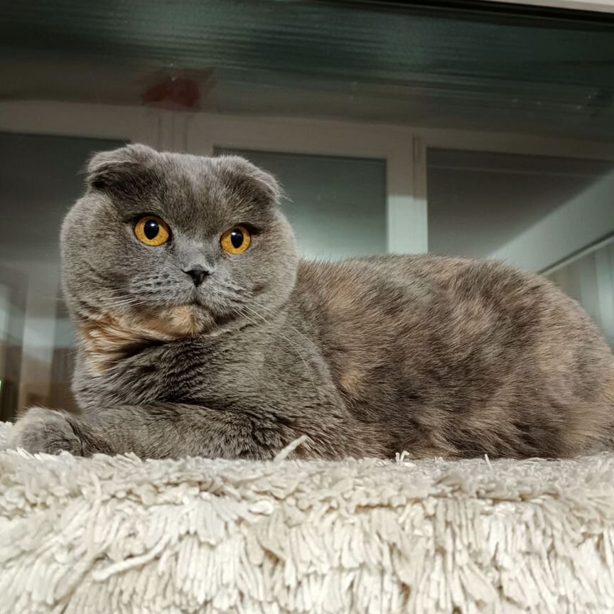 Кошечка Джеси в добрые ручки