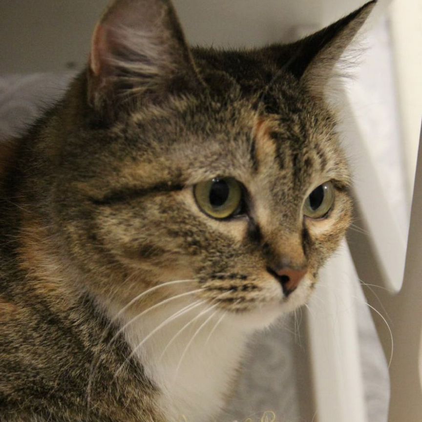 Кошечка в поисках семьи