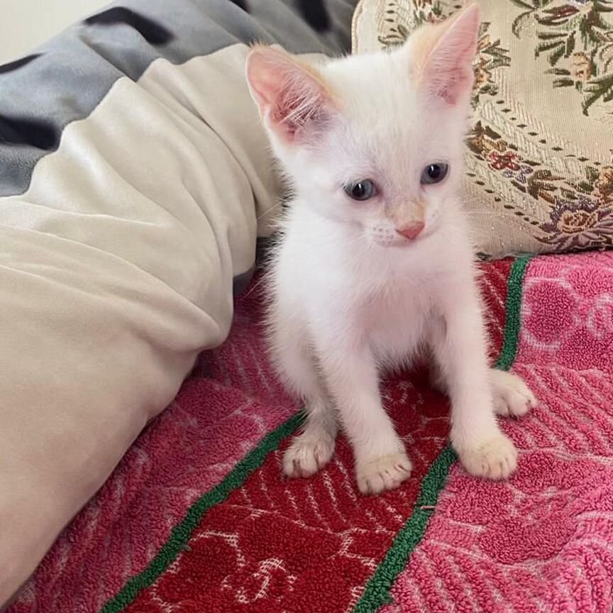 Котёнок в добрые руки