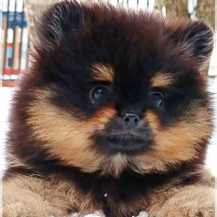 Померанский шпиц, щенок