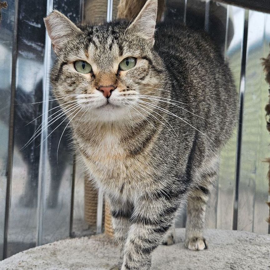 Хорошая кошка в добрые руки