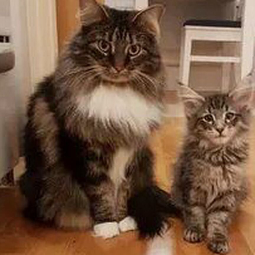 Норвежские лесные котики