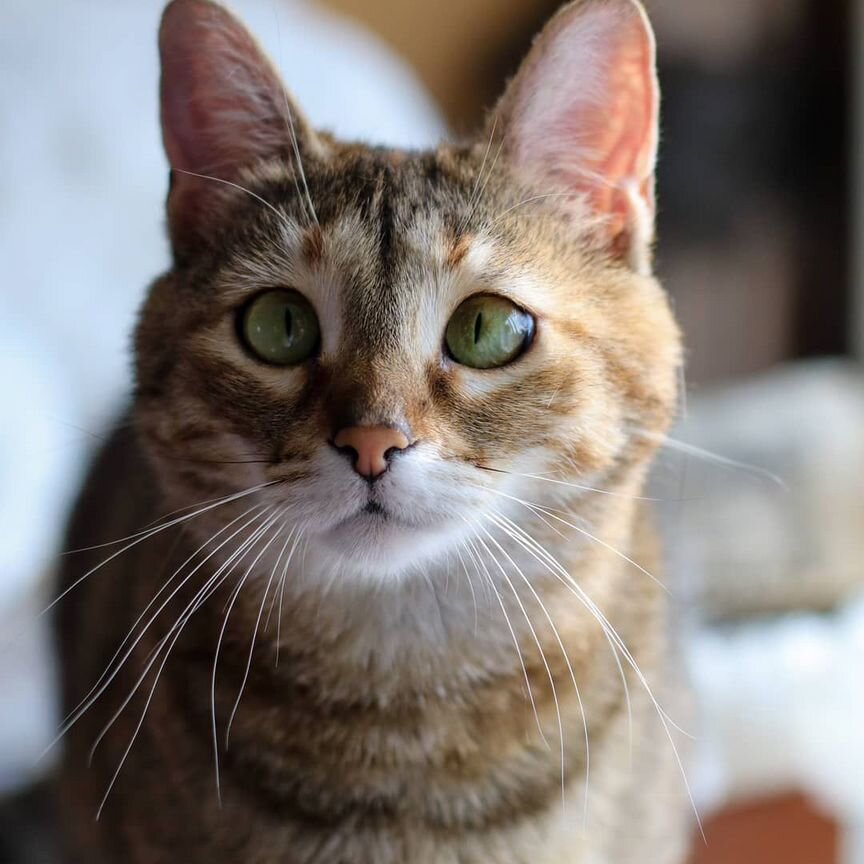 Котик в добрые руки