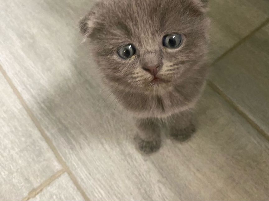 Шотландские котята