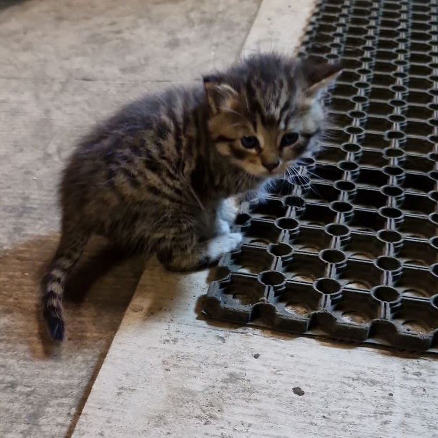 Котята в добрые руки бесплатно