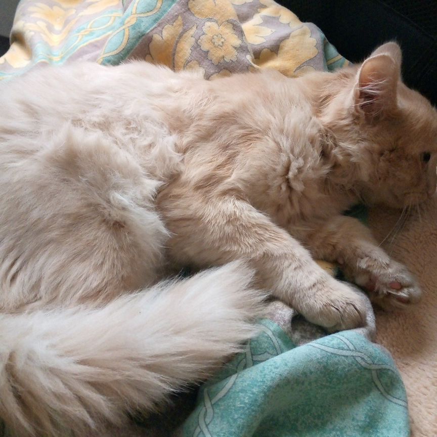 Котята в добрые руки бесплатно мальчик