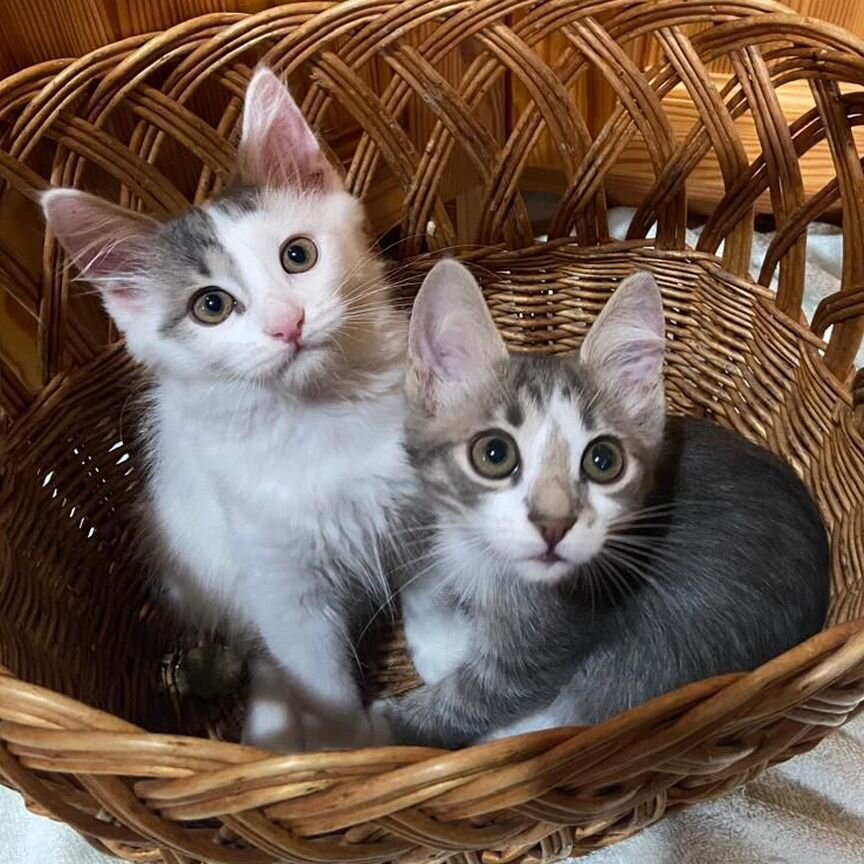 Котята, приносящие счастье, в добрые руки