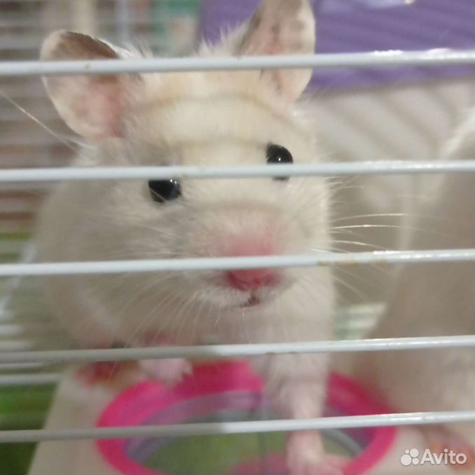 Сирийский хомяк мальчик