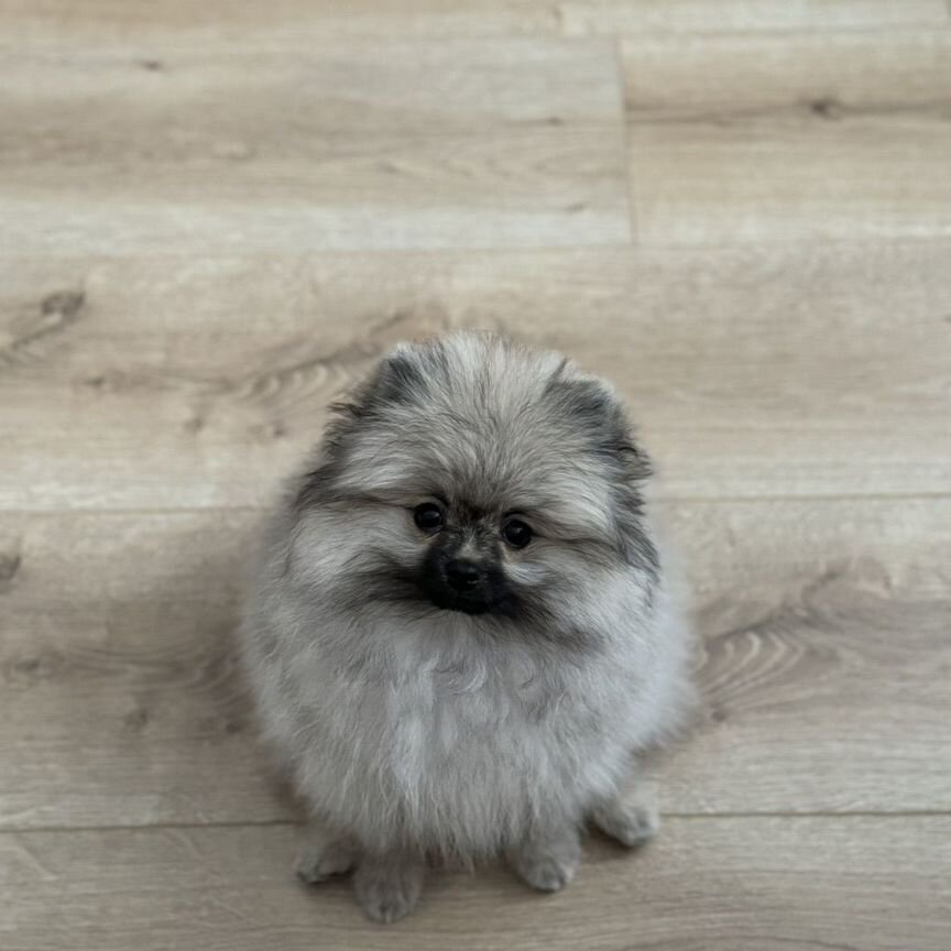 Померанский шпиц мини