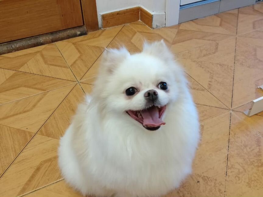 Шикарный Шпиц