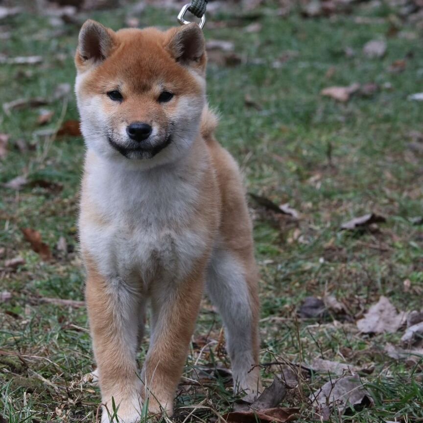 Щенки сиба ину мальчики